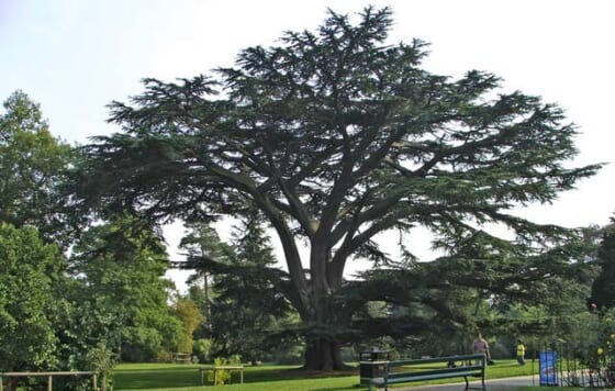 NPR Uproots Jewish History - Radical Truth Telling