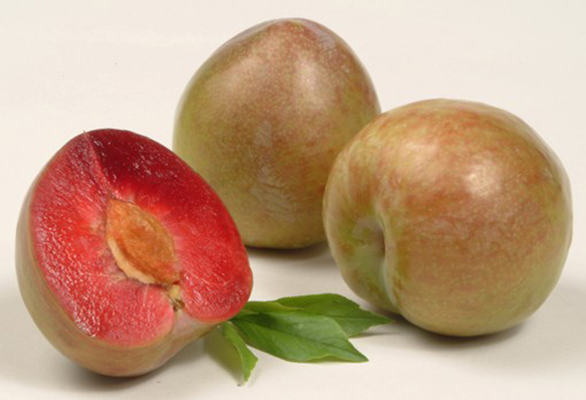 Developing Hybrid Fruits is a Plum Job in Israel - Radical Truth Telling