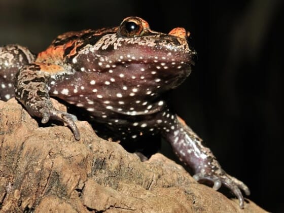 Israel's Hula Painted Frogs Haven't All Croaked After All - Israellycool
